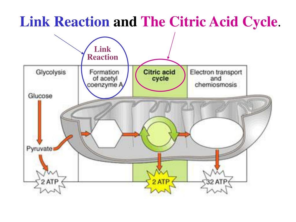 PPT - Link Reaction PowerPoint Presentation, free download - ID:699752