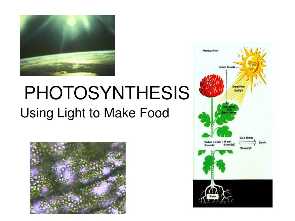 PPT - PHOTOSYNTHESIS PowerPoint Presentation, free download - ID:701665
