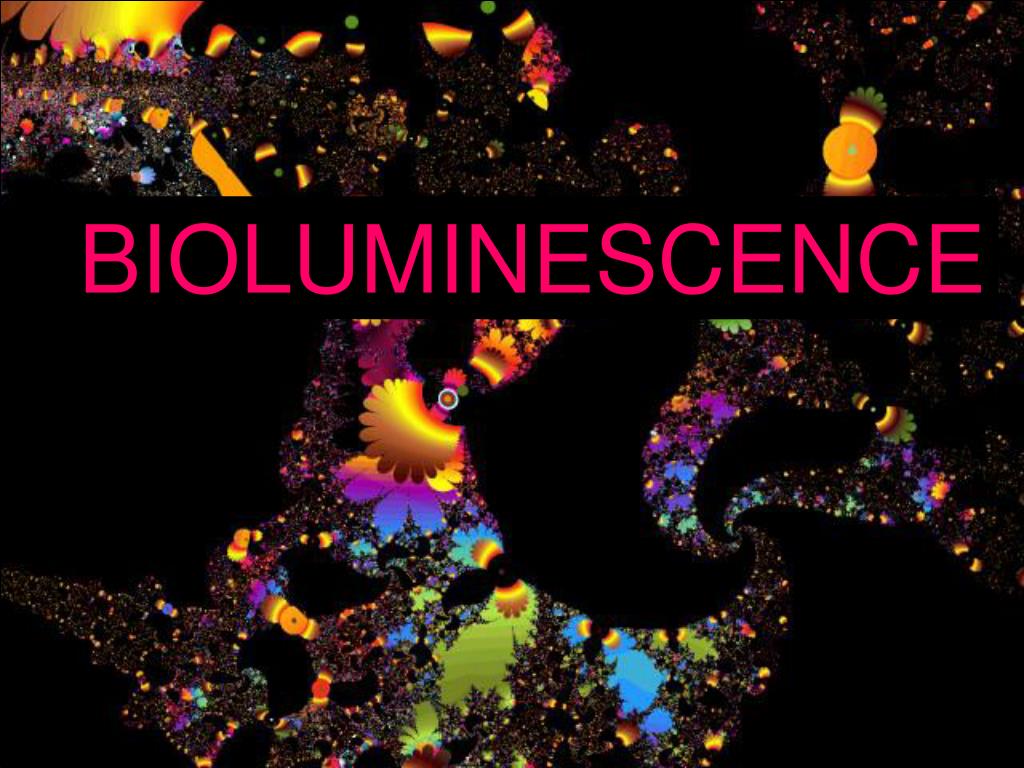 PPT - BIOLUMINESCENCE PowerPoint Presentation, free download - ID:704259