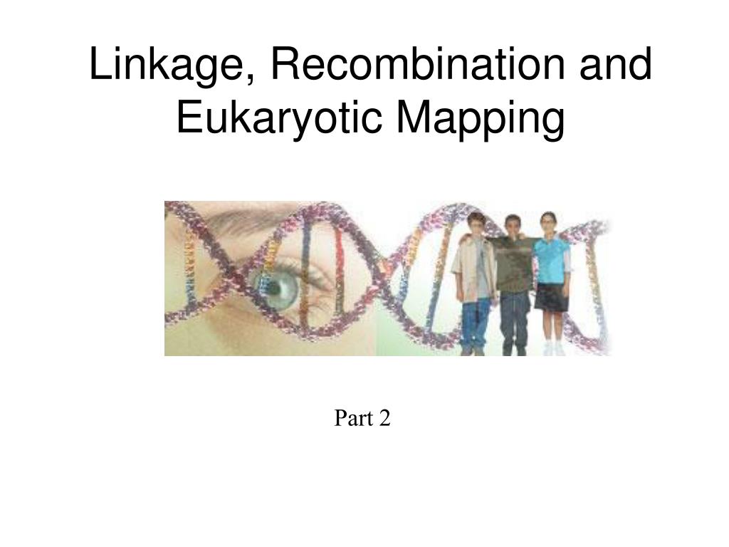 PPT - Linkage, Recombination and Eukaryotic Mapping PowerPoint ...