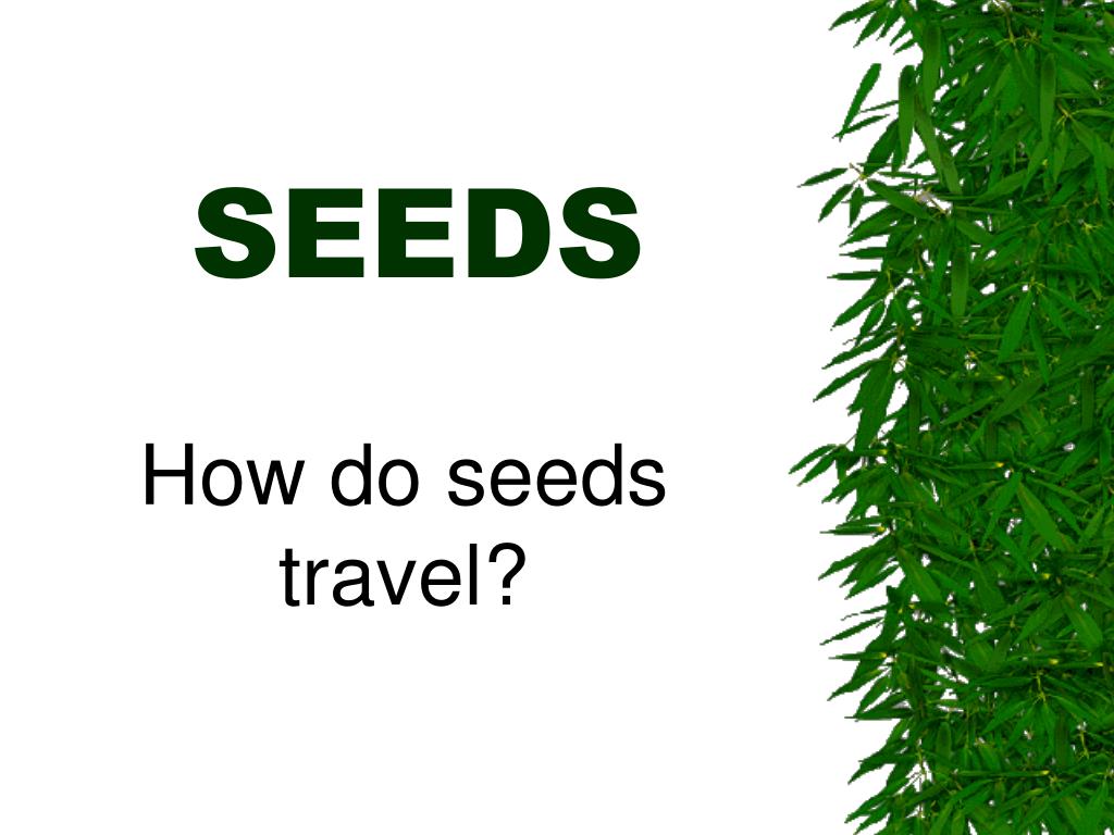 PPT - SEEDS PowerPoint Presentation, free download - ID:710595