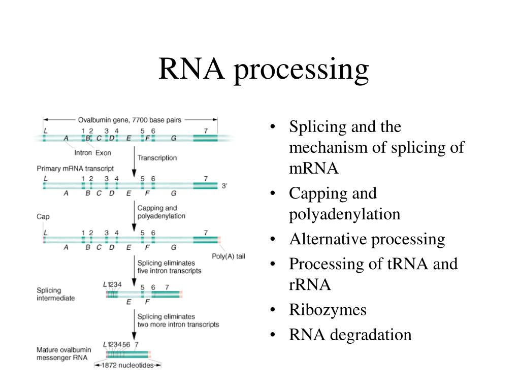 PPT - RNA processing PowerPoint Presentation, free download - ID:710931