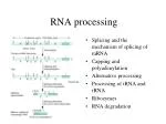 PPT - RNA PROCESSING EUKARYOTES PowerPoint Presentation, free download ...