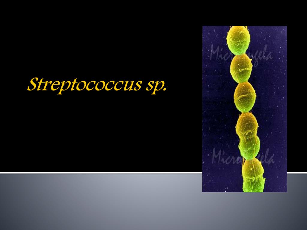 PPT - Streptococcus sp. PowerPoint Presentation, free download - ID:710990