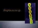 PPT - STREPTOCOCCUS PowerPoint Presentation, free download - ID:5596913