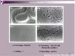 PPT - Gastrointestinal Motility PowerPoint Presentation, free download ...