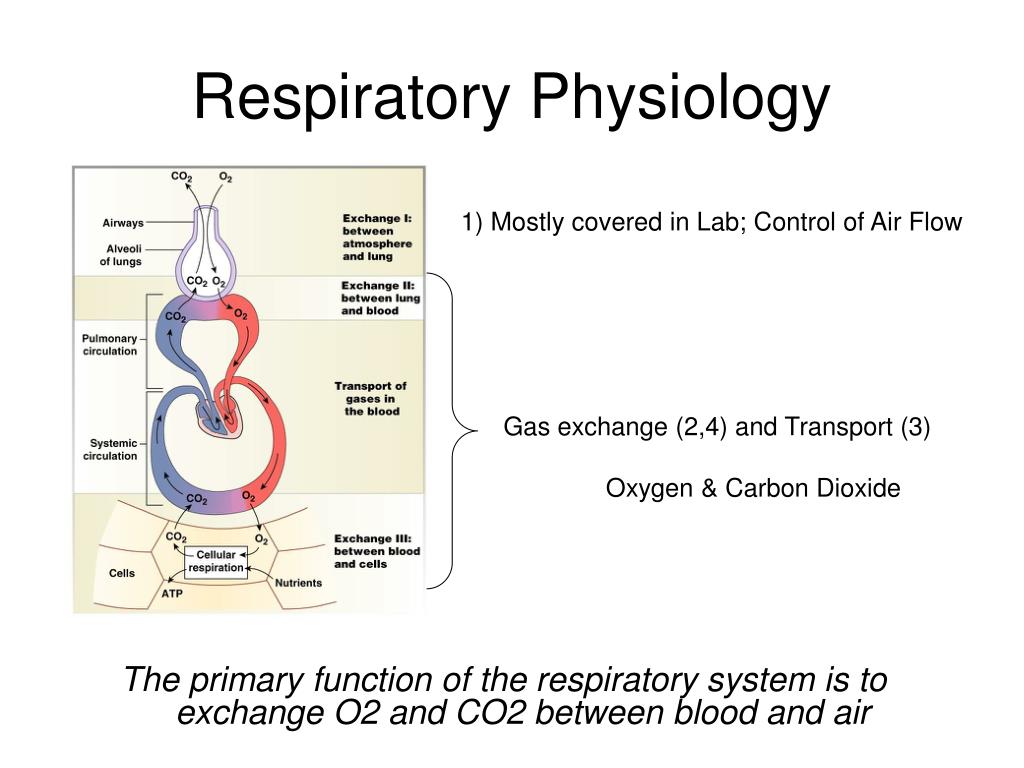PPT - Respiratory Physiology PowerPoint Presentation, free download ...