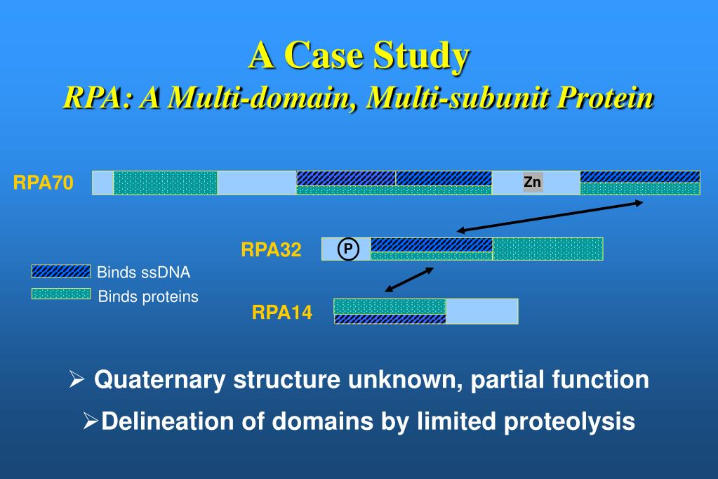 PPT - A Case Study RPA: A Multi-domain, Multi-subunit Protein ...