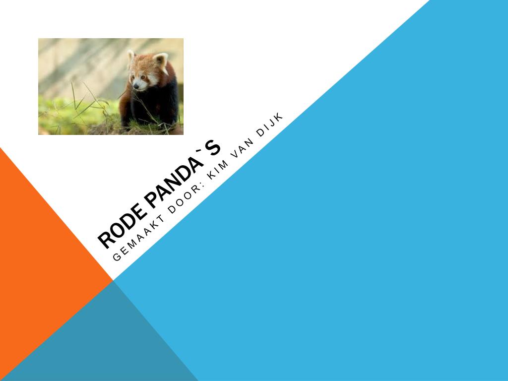 PPT - Rode panda`s PowerPoint Presentation, free download - ID:730051
