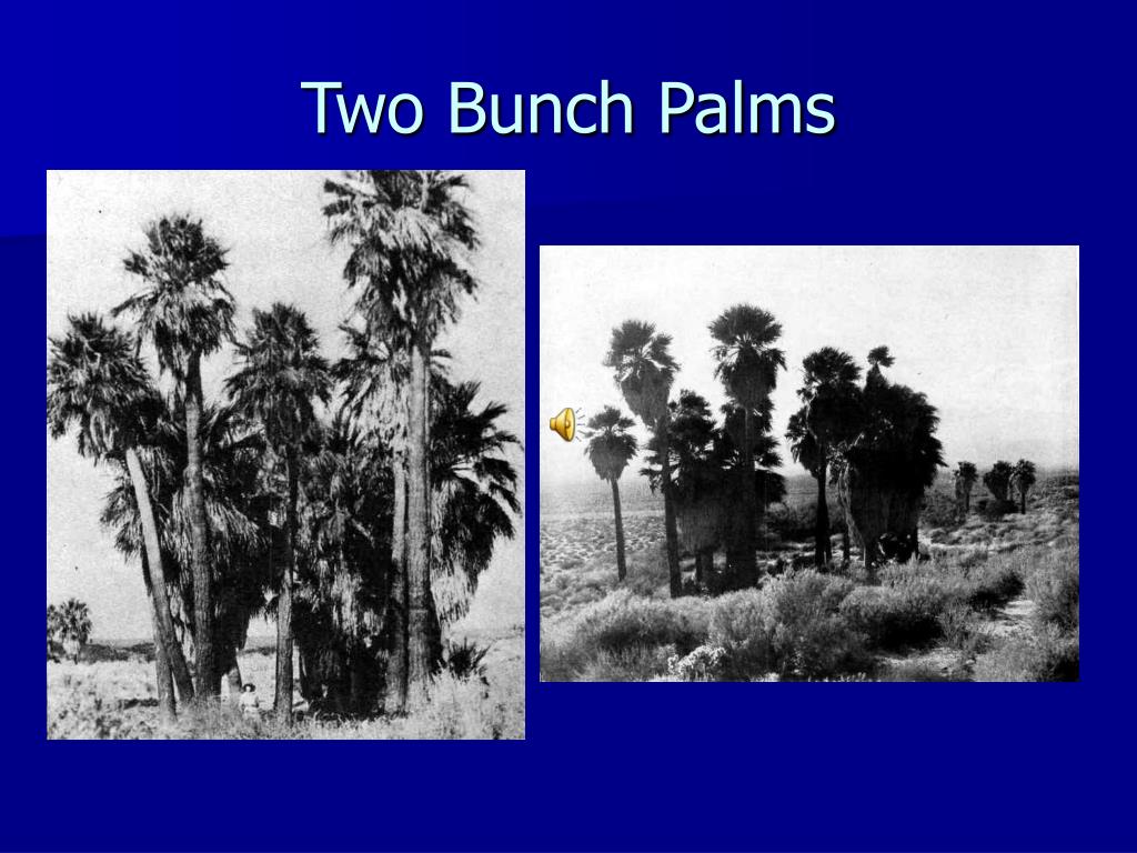 PPT - Two Bunch Palms PowerPoint Presentation, free download - ID:730521