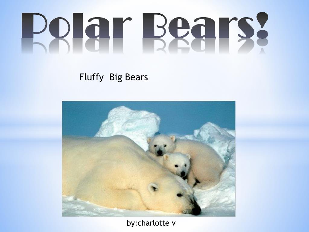 PPT - Polar Bears! PowerPoint Presentation, free download - ID:731039