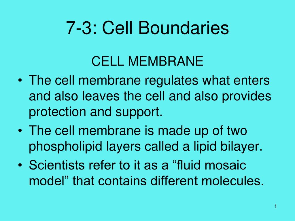 PPT - 7-3: Cell Boundaries PowerPoint Presentation, free download - ID ...