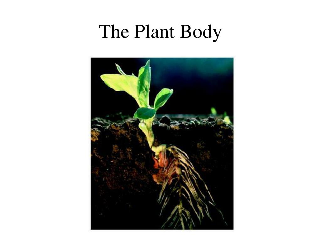 PPT - The Plant Body PowerPoint Presentation, free download - ID:734290