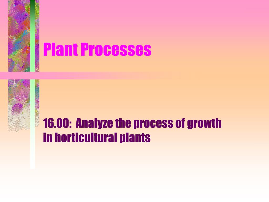 PPT - Plant Processes PowerPoint Presentation, free download - ID:734567