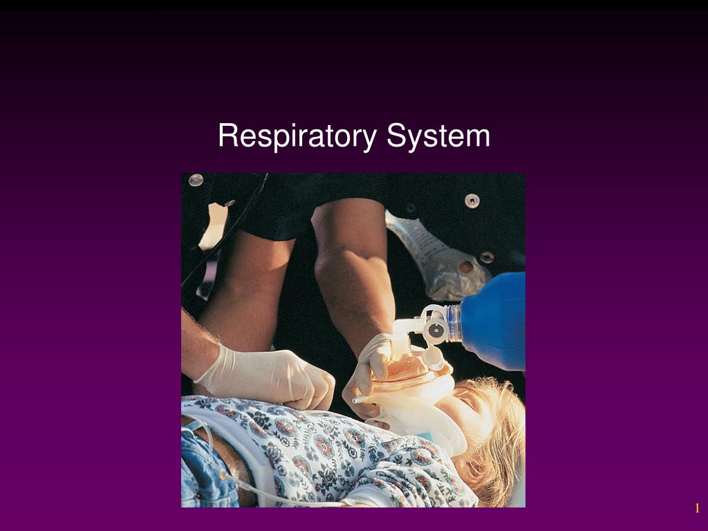PPT - Respiratory System PowerPoint Presentation, free download - ID:73530