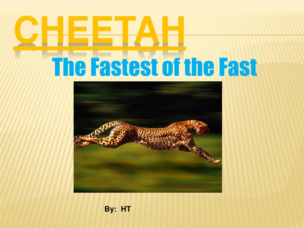 PPT - Cheetah PowerPoint Presentation, free download - ID:736757