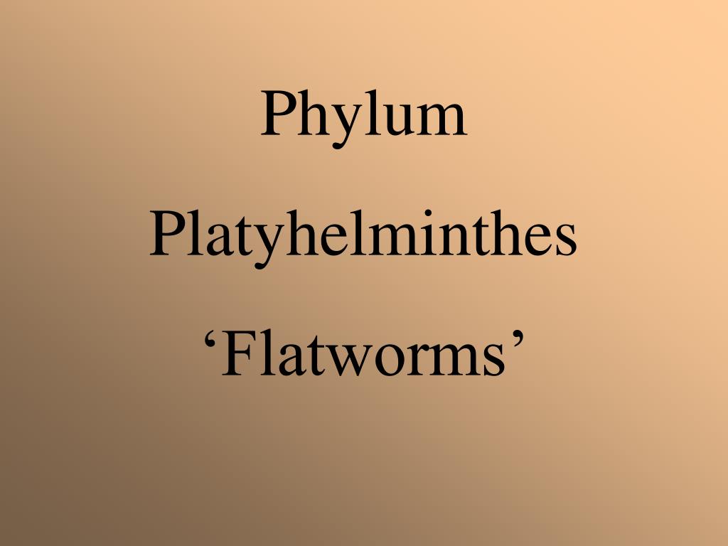 PPT - Phylum Platyhelminthes ‘Flatworms’ PowerPoint Presentation, free ...