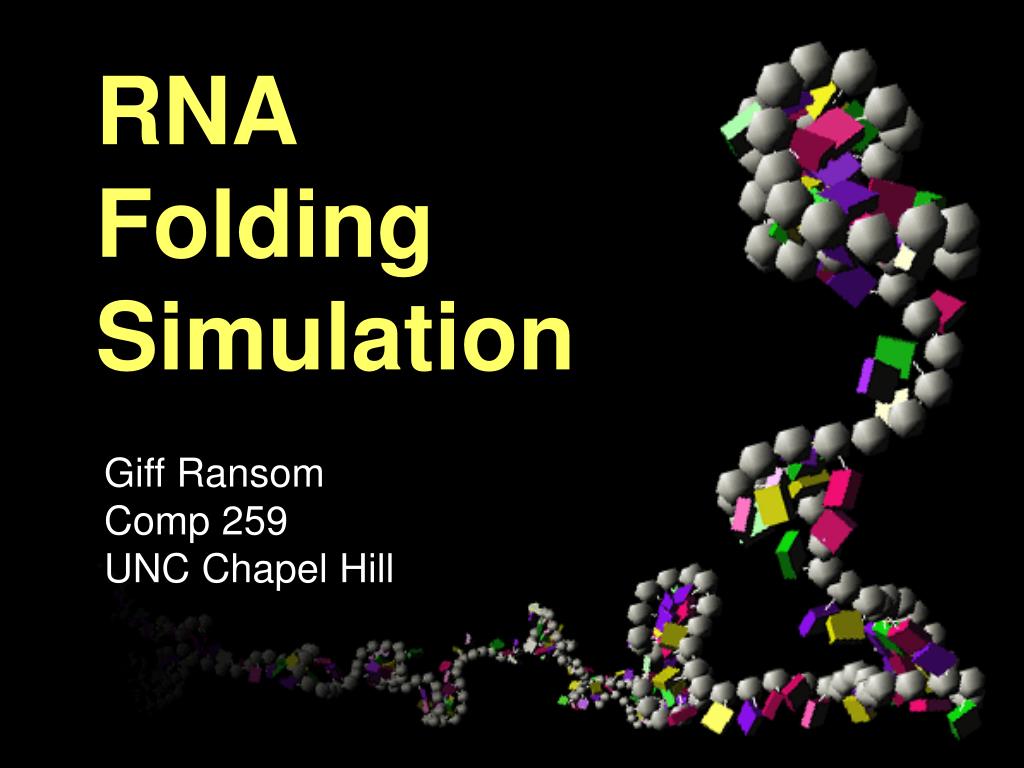 PPT - RNA Folding Simulation PowerPoint Presentation, free download ...