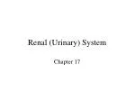 PPT - RENAL SYSTEM PowerPoint Presentation, free download - ID:9548883