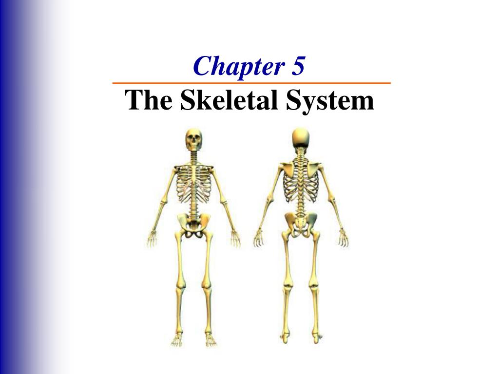 PPT - Chapter 5 The Skeletal System PowerPoint Presentation, free ...