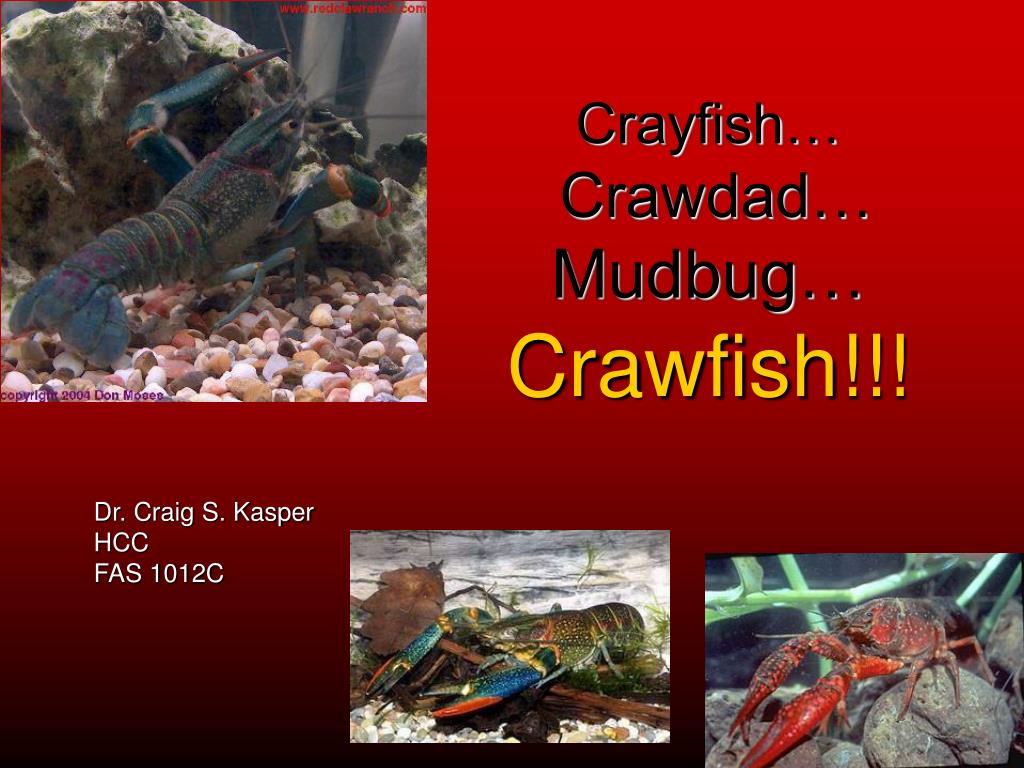 PPT - Crayfish… Crawdad… Mudbug… Crawfish!!! PowerPoint Presentation ...