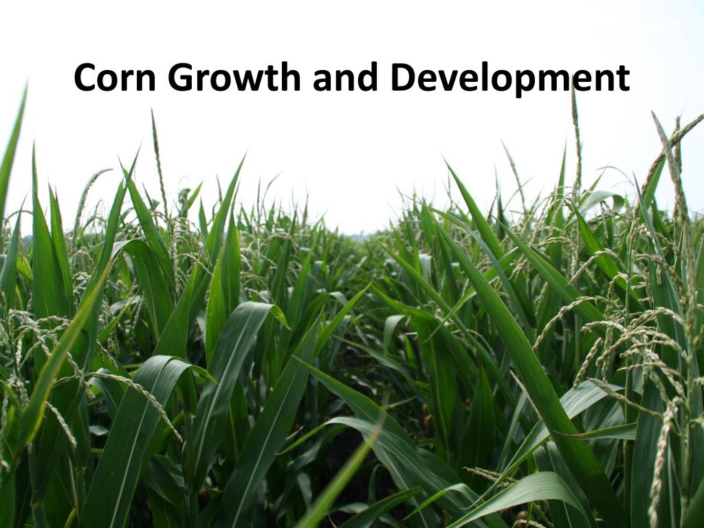 PPT - Corn Growth and Development PowerPoint Presentation, free ...