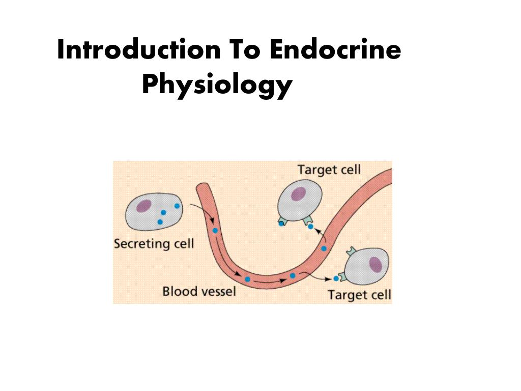 PPT - Introduction To Endocrine Physiology PowerPoint Presentation ...