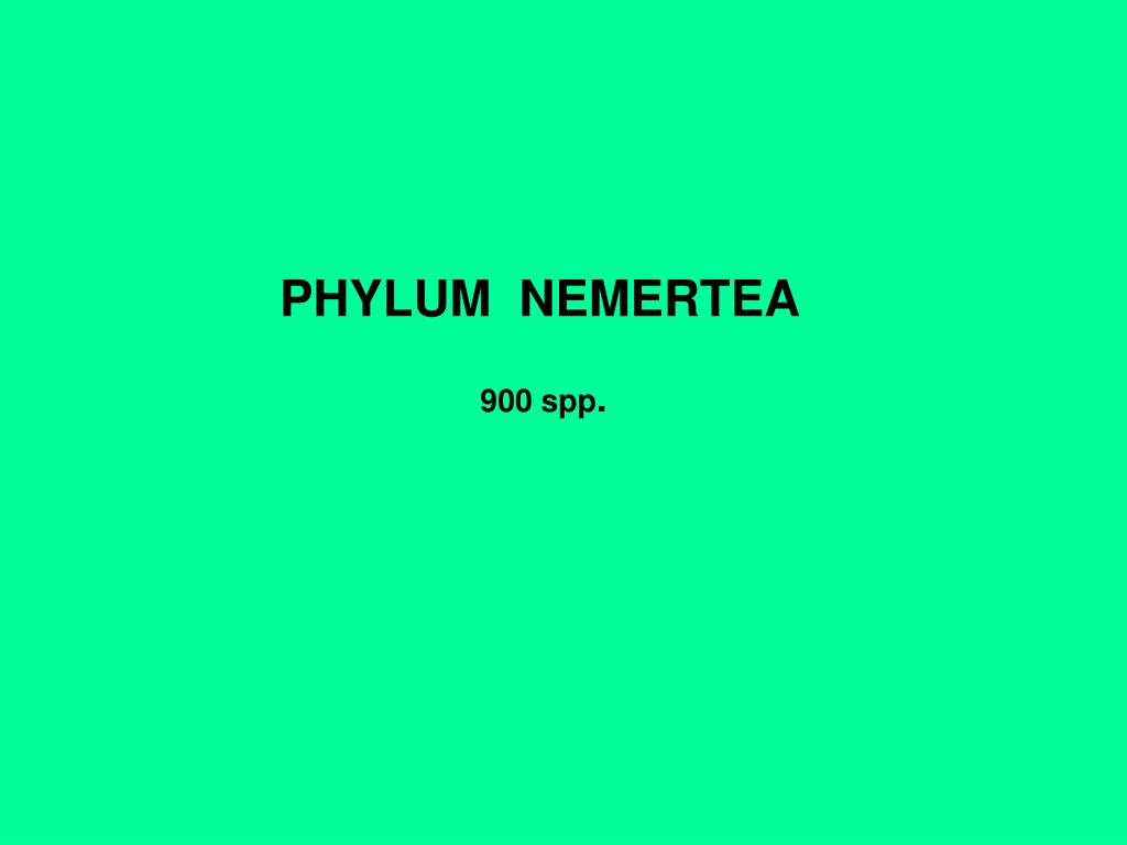 PPT - PHYLUM NEMERTEA PowerPoint Presentation, free download - ID:754426