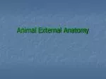 PPT - External Anatomy of Fish PowerPoint Presentation, free download ...