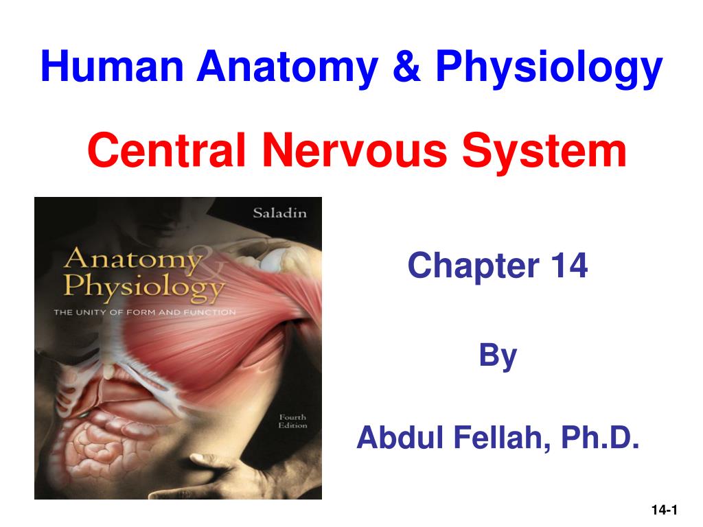 PPT - Human Anatomy & Physiology PowerPoint Presentation, free download ...