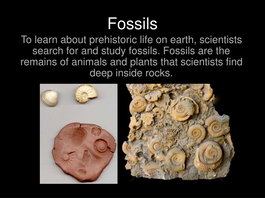 PPT - Fossils PowerPoint Presentation, free download - ID:756875