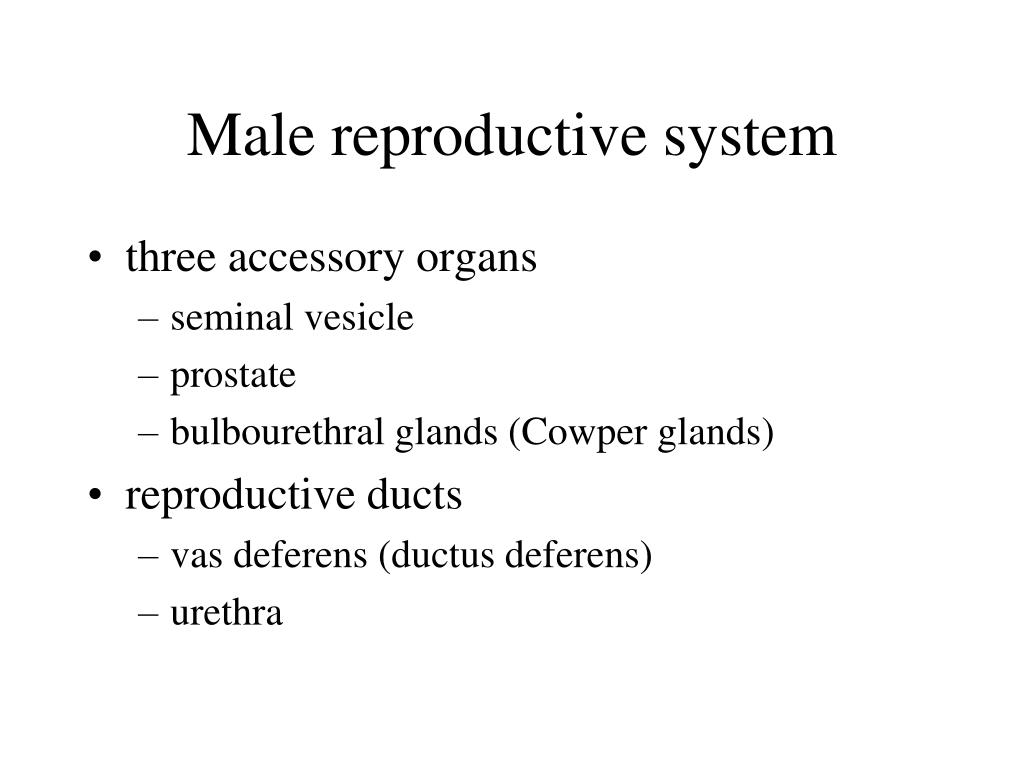 PPT - Male reproductive system PowerPoint Presentation, free download ...