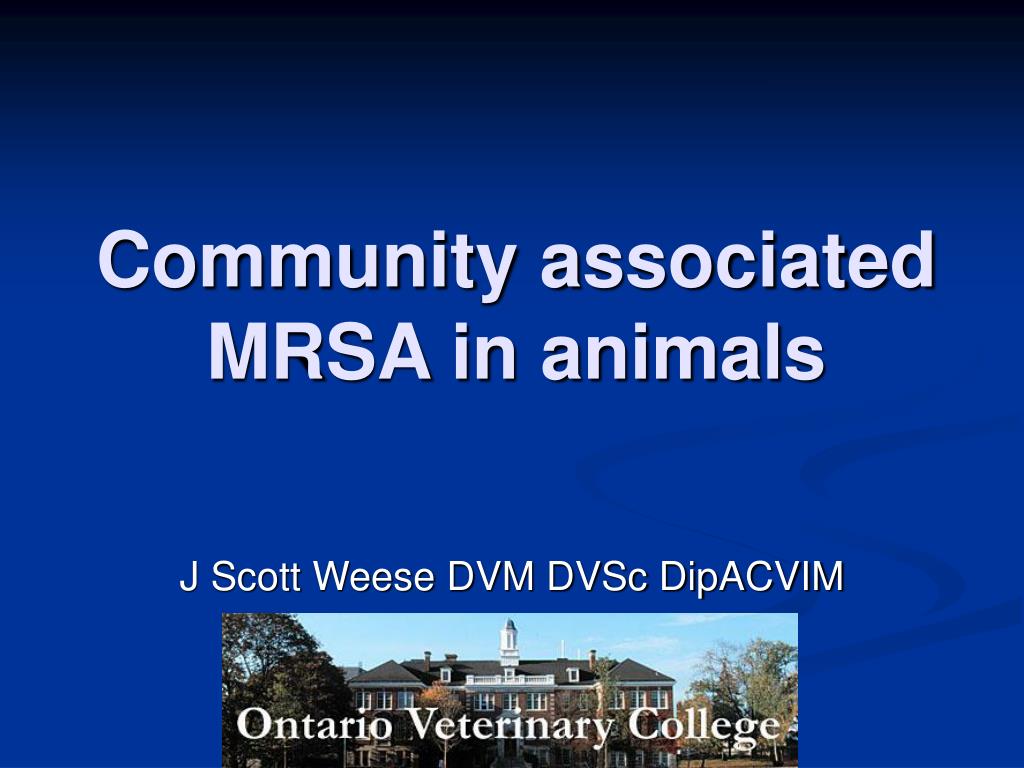 PPT - Community associated MRSA in animals PowerPoint Presentation ...