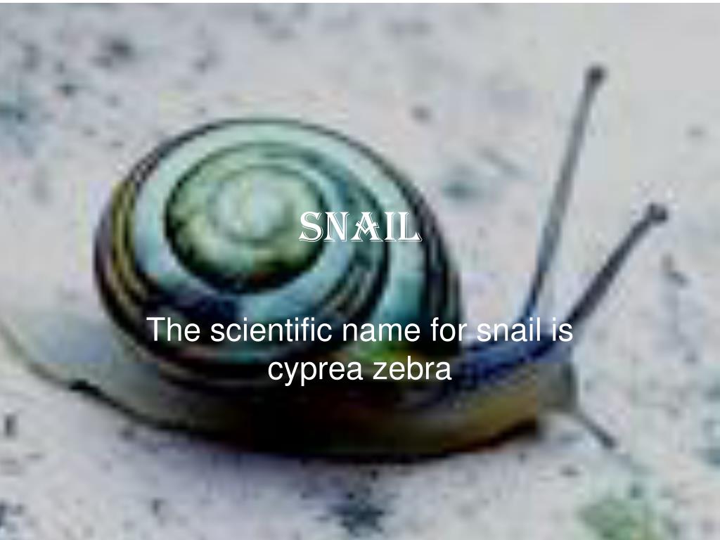 PPT - Snail PowerPoint Presentation, free download - ID:760380