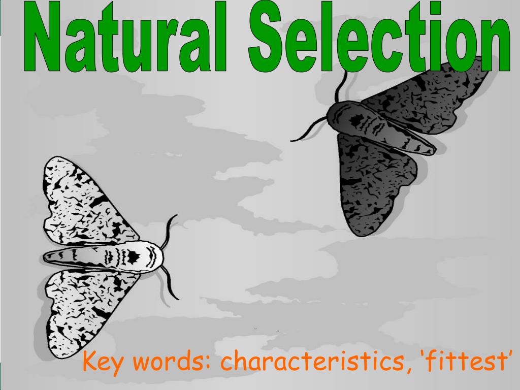 PPT - Natural Selection PowerPoint Presentation, free download - ID:761564