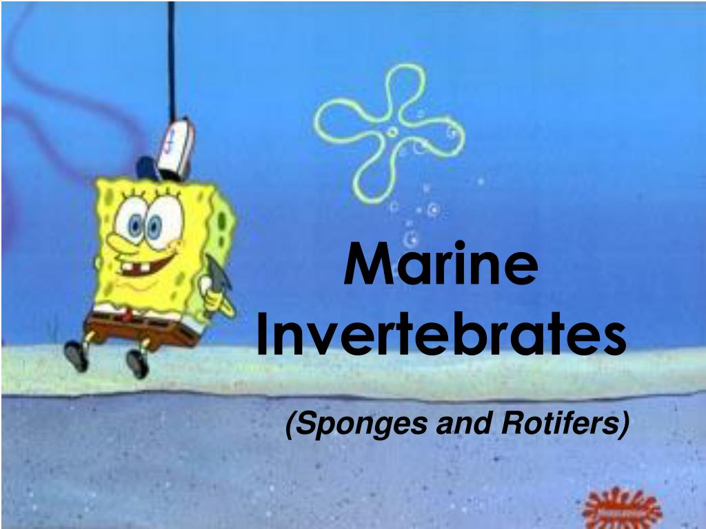 PPT - Marine Invertebrates PowerPoint Presentation, free download - ID ...