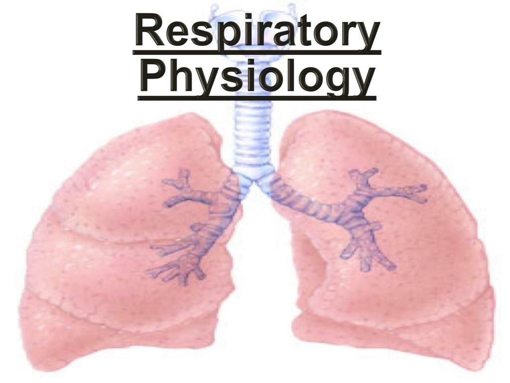 PPT - Respiratory Physiology PowerPoint Presentation, free download ...
