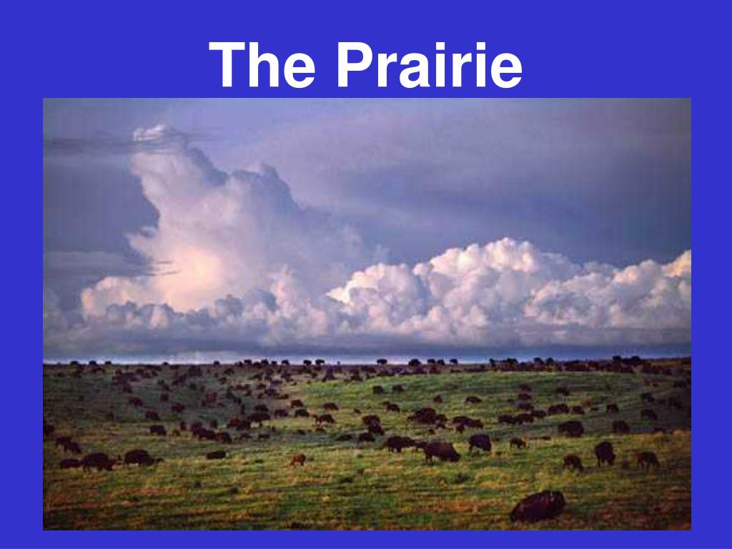 PPT - The Prairie PowerPoint Presentation, free download - ID:76826