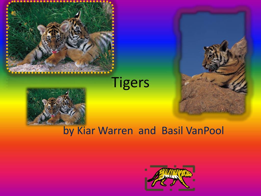 PPT - Tigers PowerPoint Presentation, free download - ID:773606