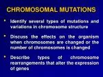 PPT - Chromosomal Mutations & their effects PowerPoint Presentation ...