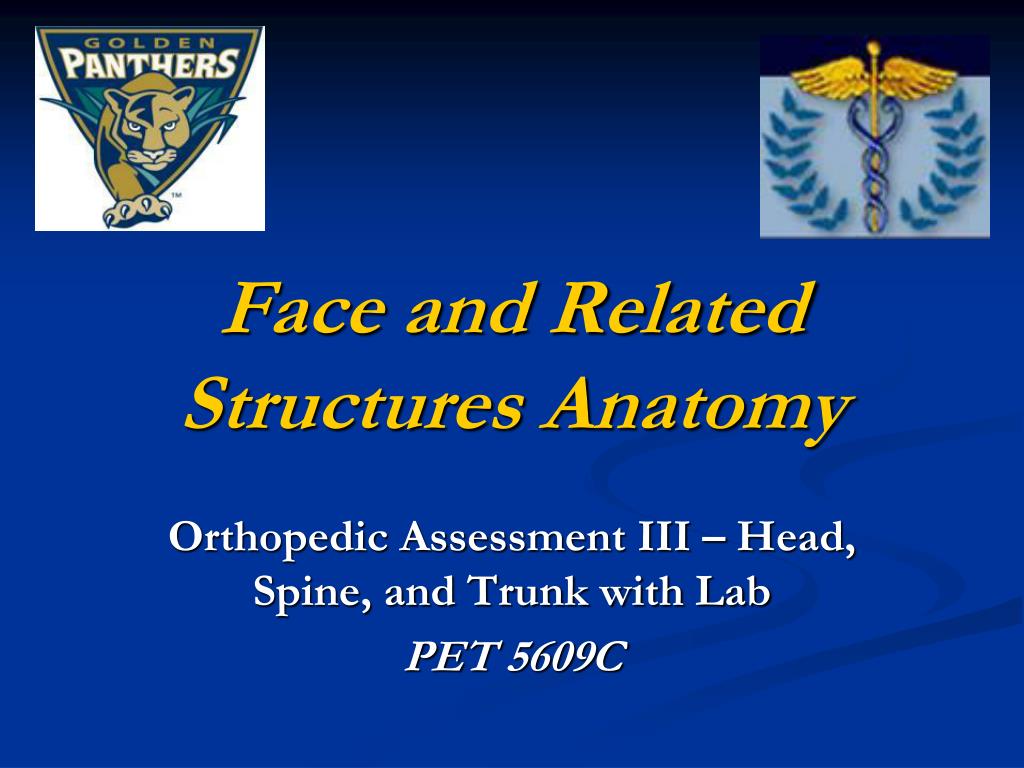 PPT - Face and Related Structures Anatomy PowerPoint Presentation, free ...