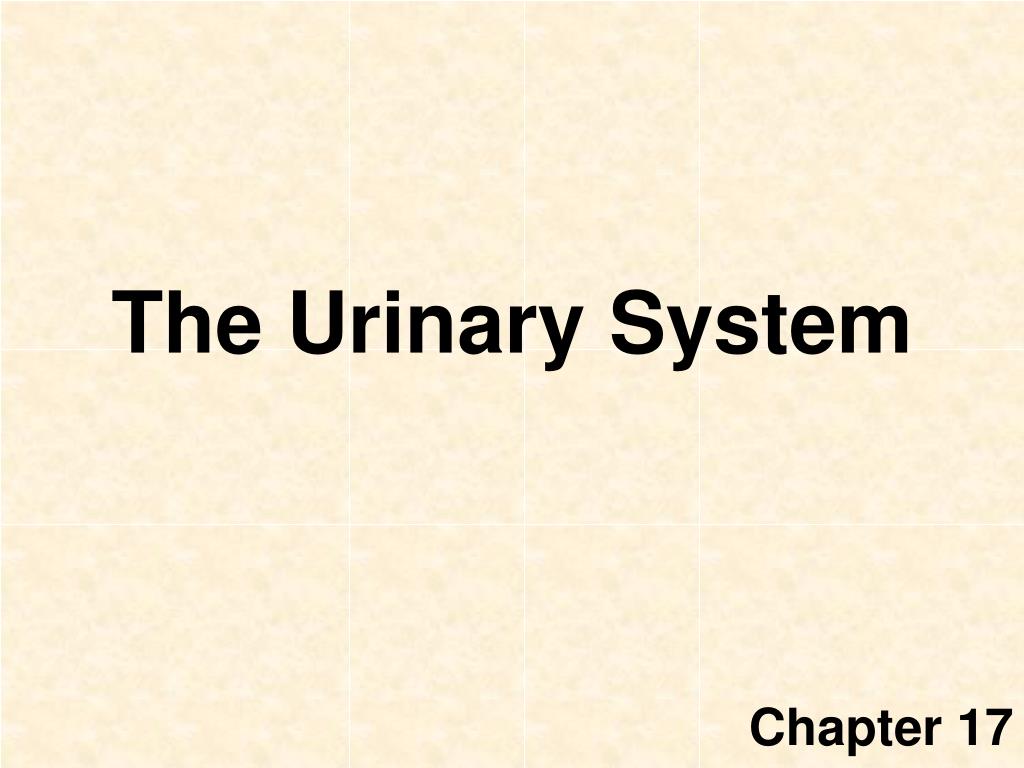 PPT - The Urinary System PowerPoint Presentation, free download - ID:782228