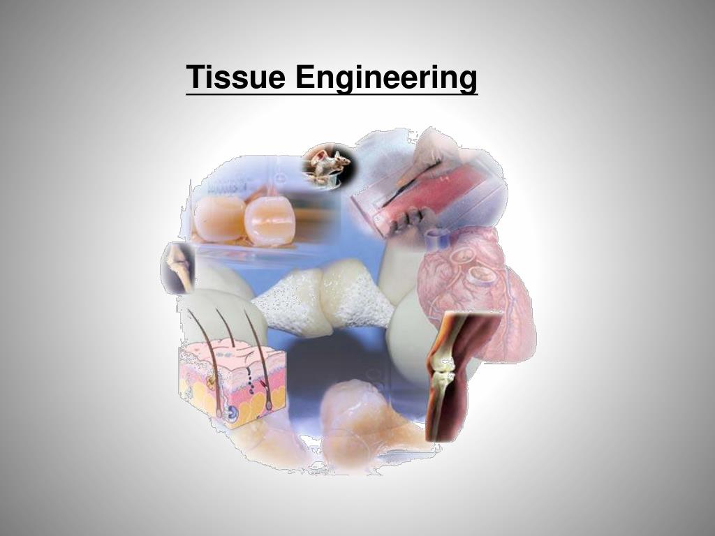 PPT - Tissue Engineering PowerPoint Presentation, free download - ID:782634