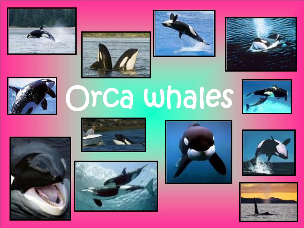 PPT - Orca whales PowerPoint Presentation, free download - ID:787053