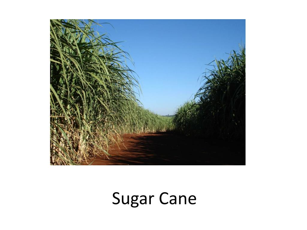 PPT - Sugar Cane PowerPoint Presentation, free download - ID:787514