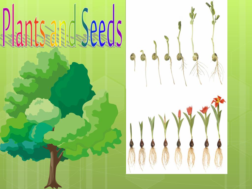 PPT - Plants and Seeds PowerPoint Presentation, free download - ID:791432