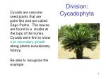 PPT - Cell Growth and Division PowerPoint Presentation, free download ...