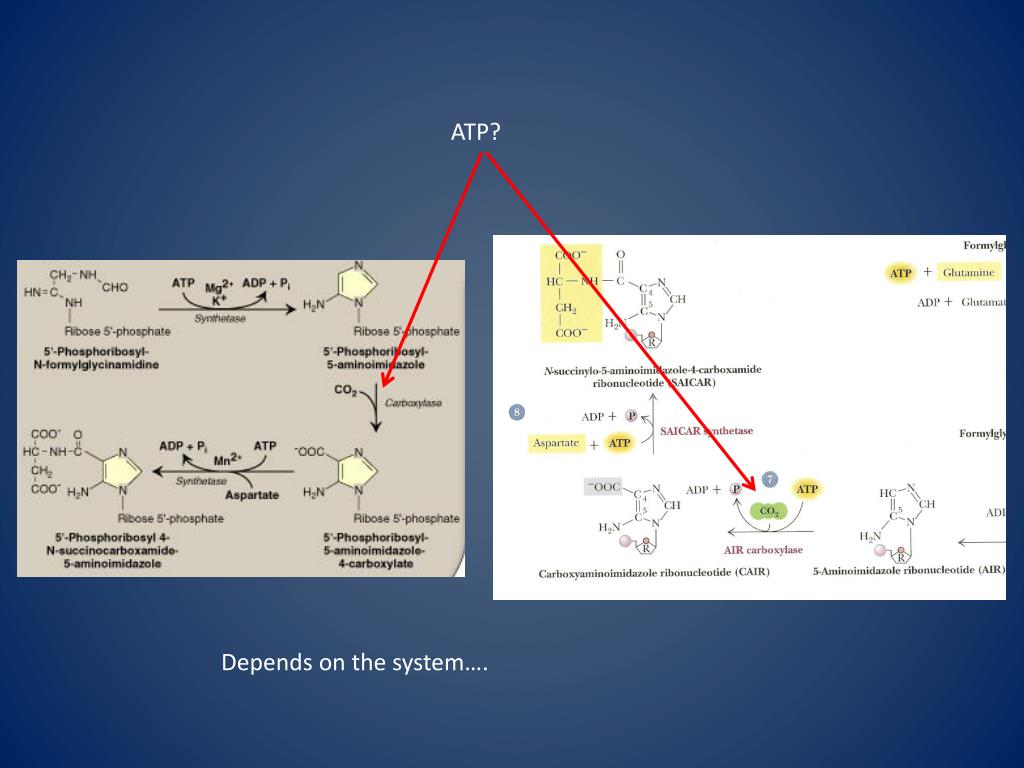 PPT - ATP? PowerPoint Presentation, free download - ID:793941