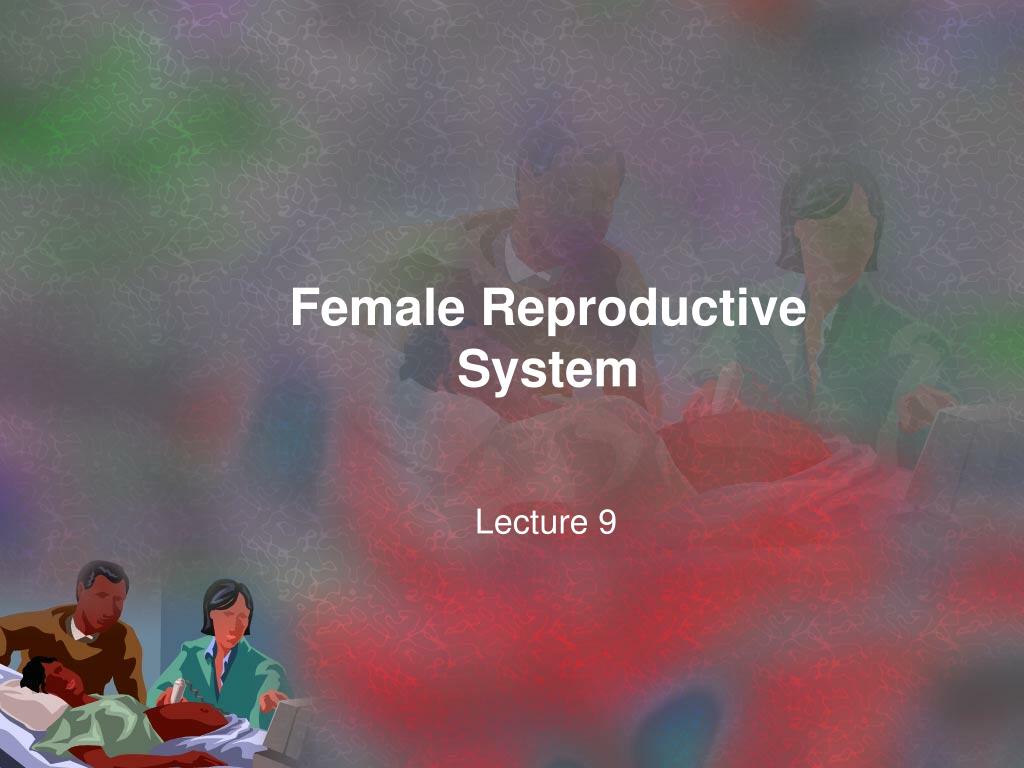 PPT - Female Reproductive System PowerPoint Presentation, free download ...