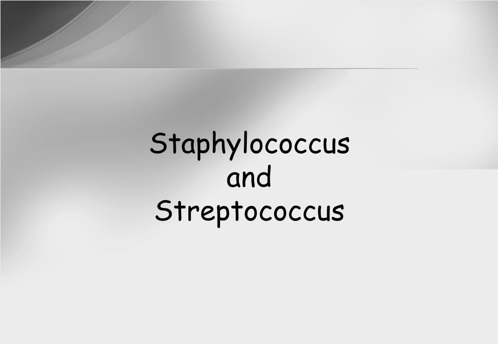 PPT - Staphylococcus and Streptococcus PowerPoint Presentation, free ...